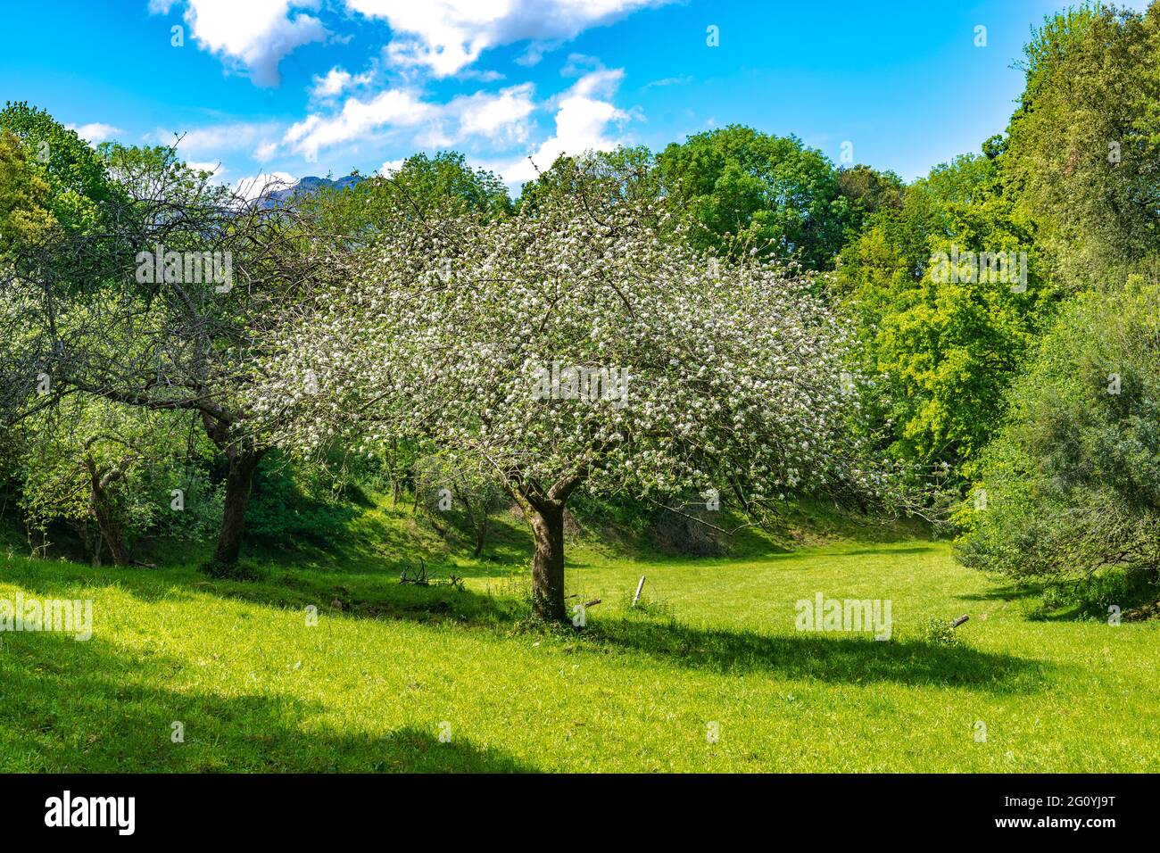Blooming Tree Full of Flowers Stock Photo - Alamy