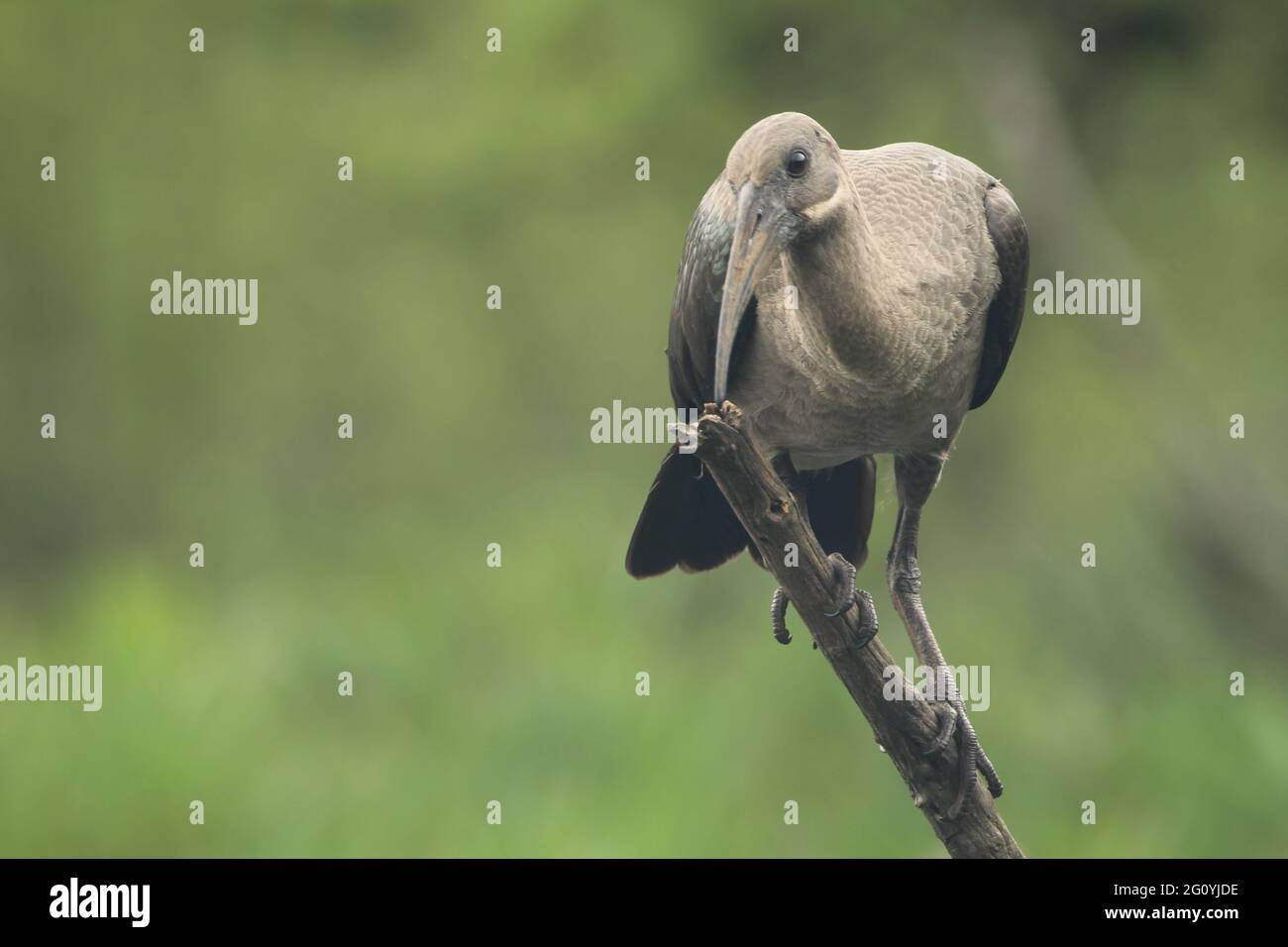 Close up hadeda ibis hi-res stock photography and images - Alamy
