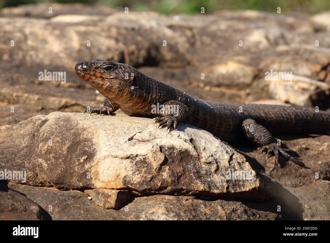 Felsen-Schildechse / Giant plated lizard / Gerrhosaurus validus Stock ...