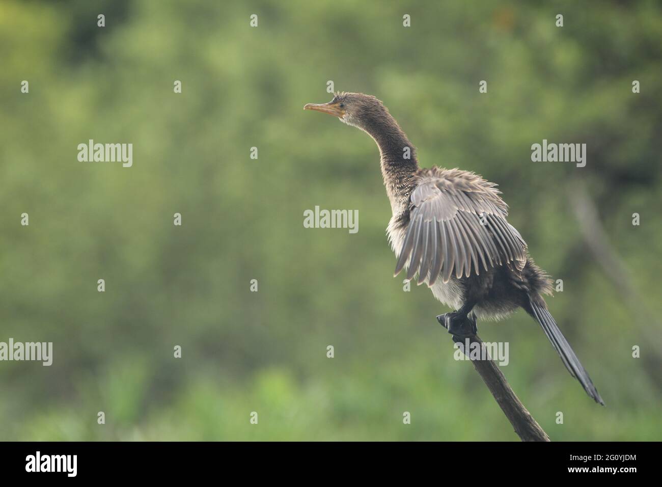 Snake bird standing on a dead tree branch Stock Photo - Alamy