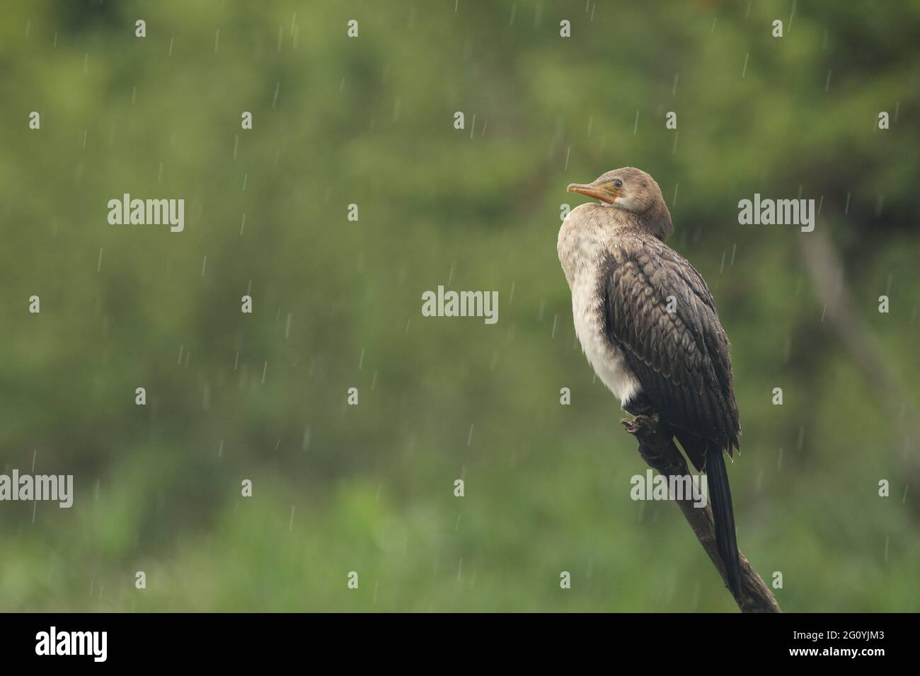 Jaguar standing on tree hi-res stock photography and images - Alamy
