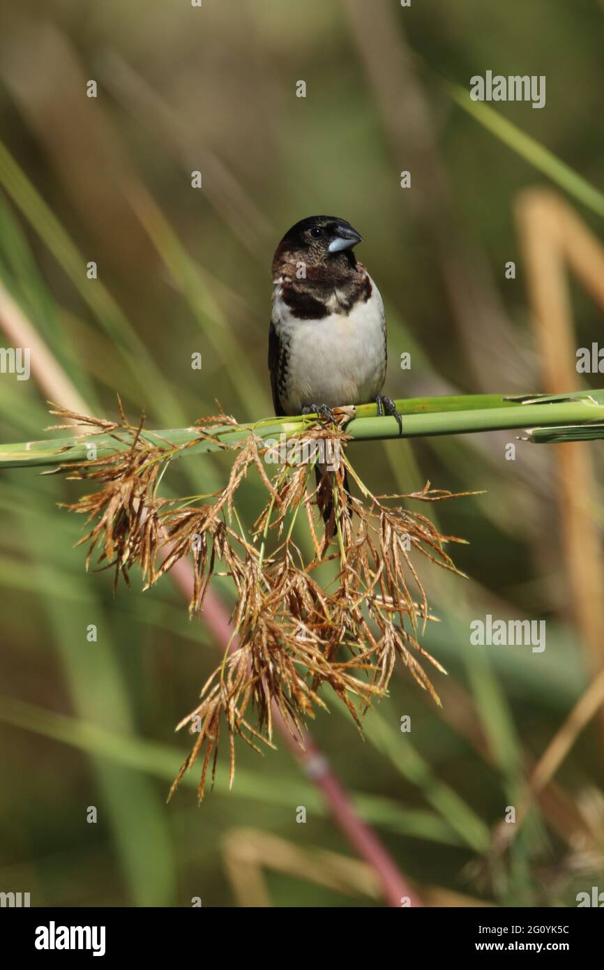 Southern bronze mannikin hi-res stock photography and images - Alamy