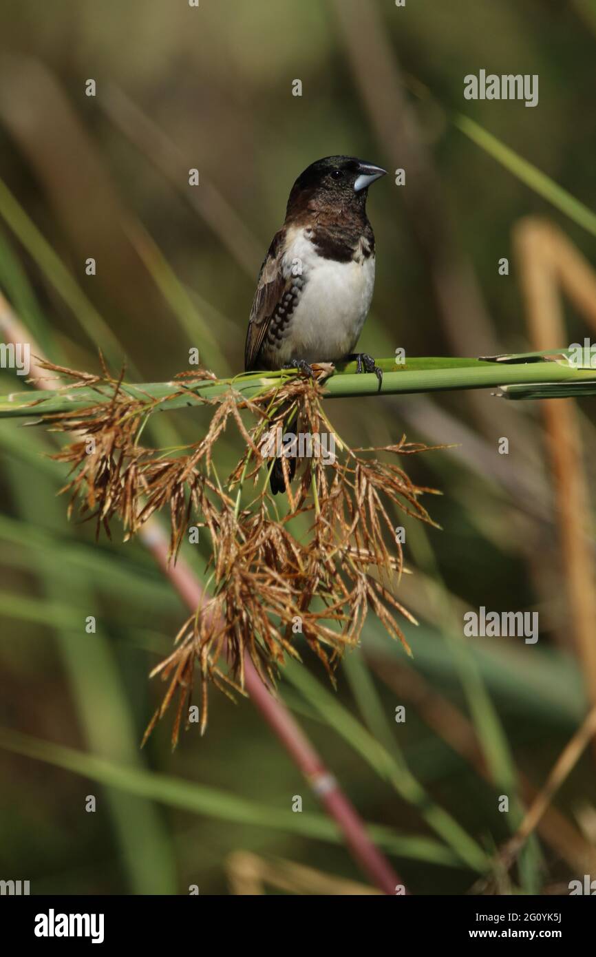 Southern bronze mannikin hi-res stock photography and images - Alamy