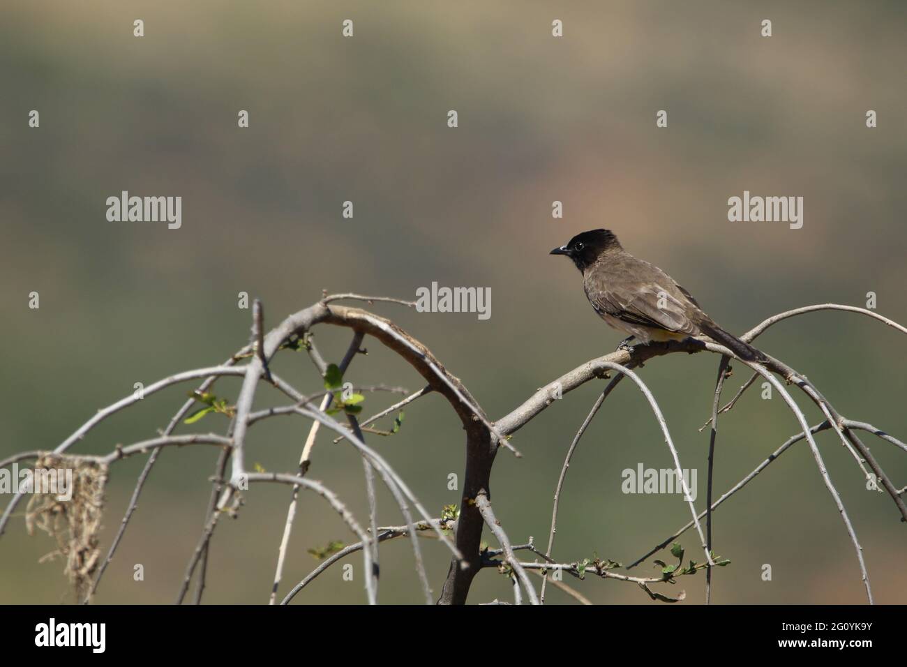 Buffalo bull head vector hi-res stock photography and images - Alamy