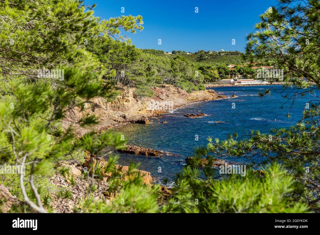 FRANCE, VAR (83) SAINT-MANDRIER-SUR-MER, SAINT-ASILE PINEDE, PIN ...