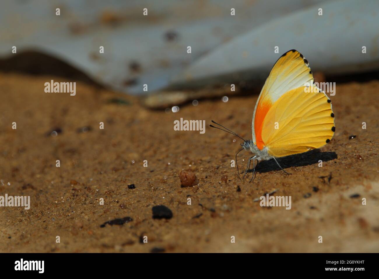 Butterfly standing on the ground Stock Photo - Alamy