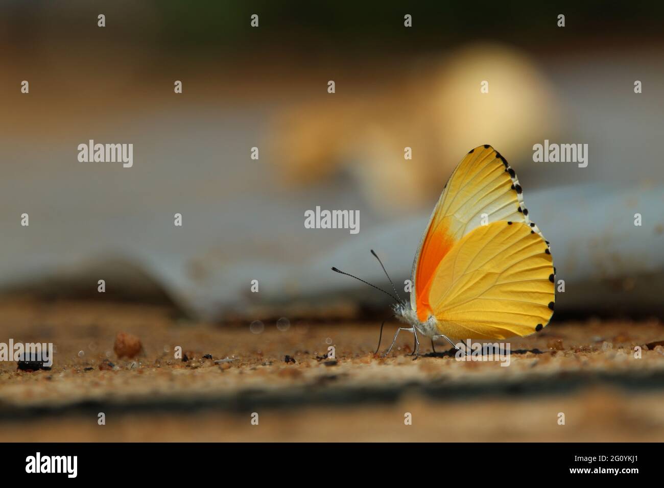 Butterfly standing on the ground Stock Photo - Alamy