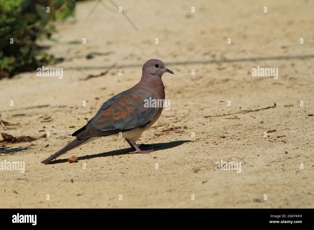 Lemon dove standing in a walkway Stock Photo - Alamy