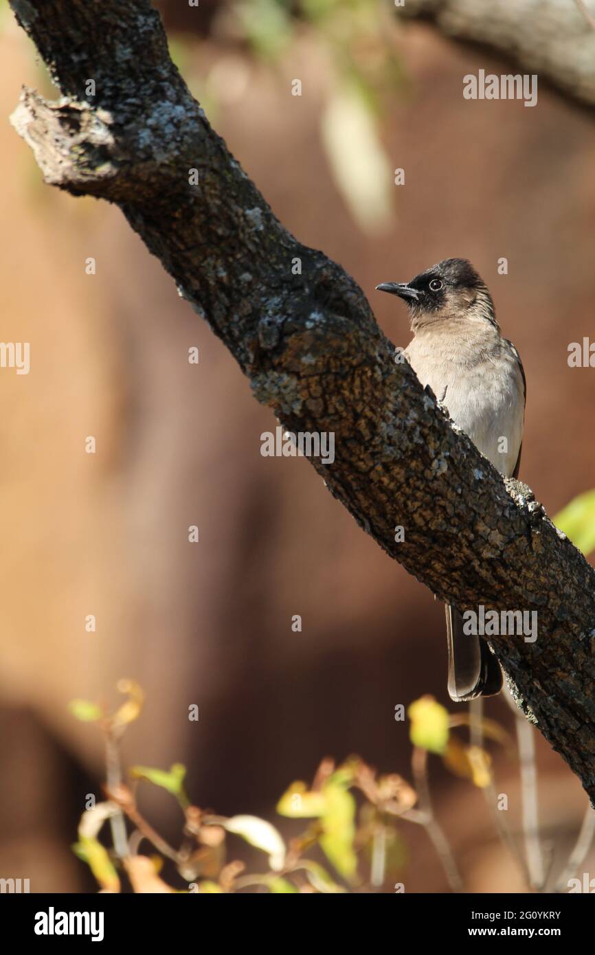 African bull bull perched on a tree branch Stock Photo - Alamy
