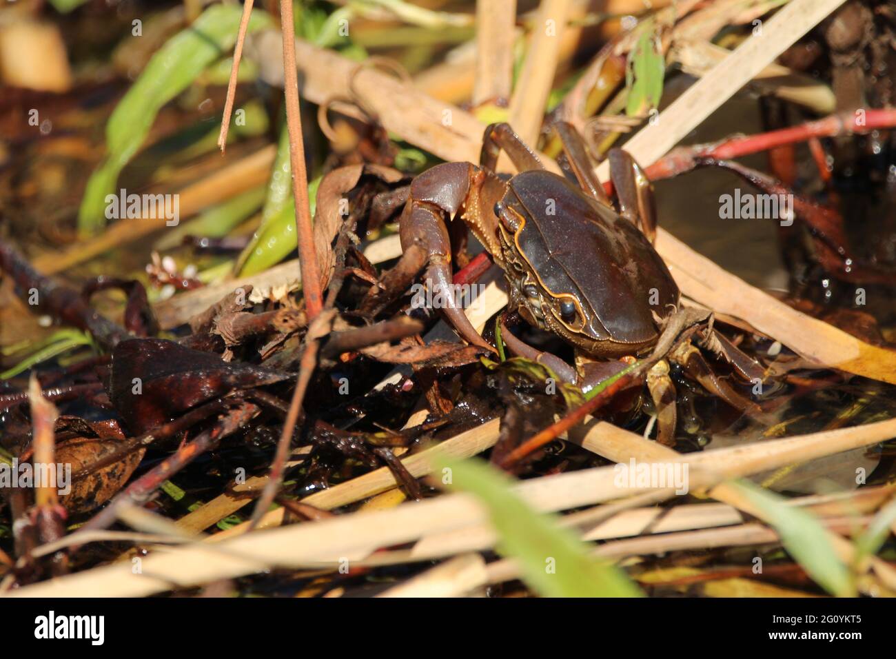 Marine crab icon underwater hi-res stock photography and images - Alamy