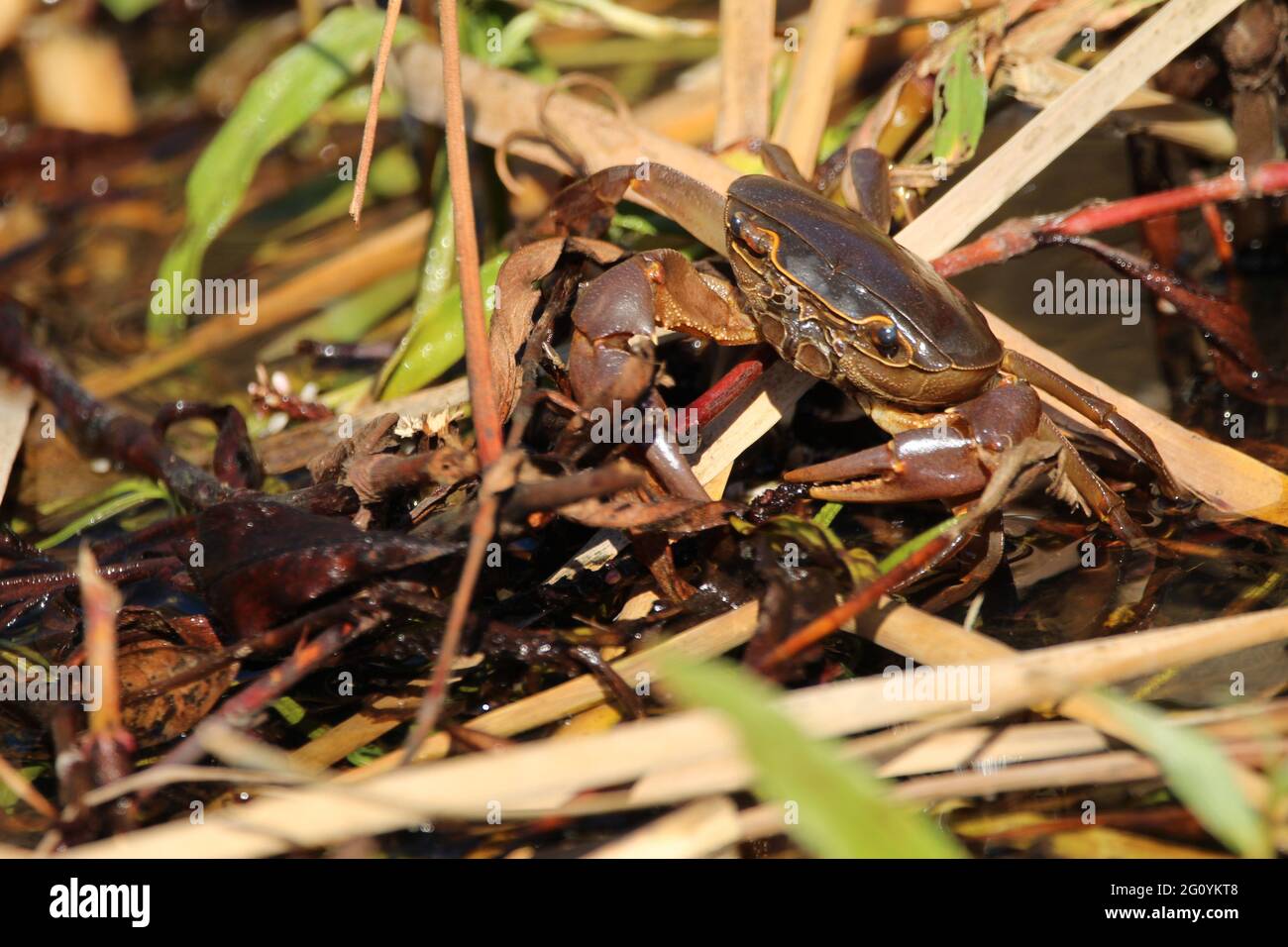 Crab eating algae Stock Photo - Alamy