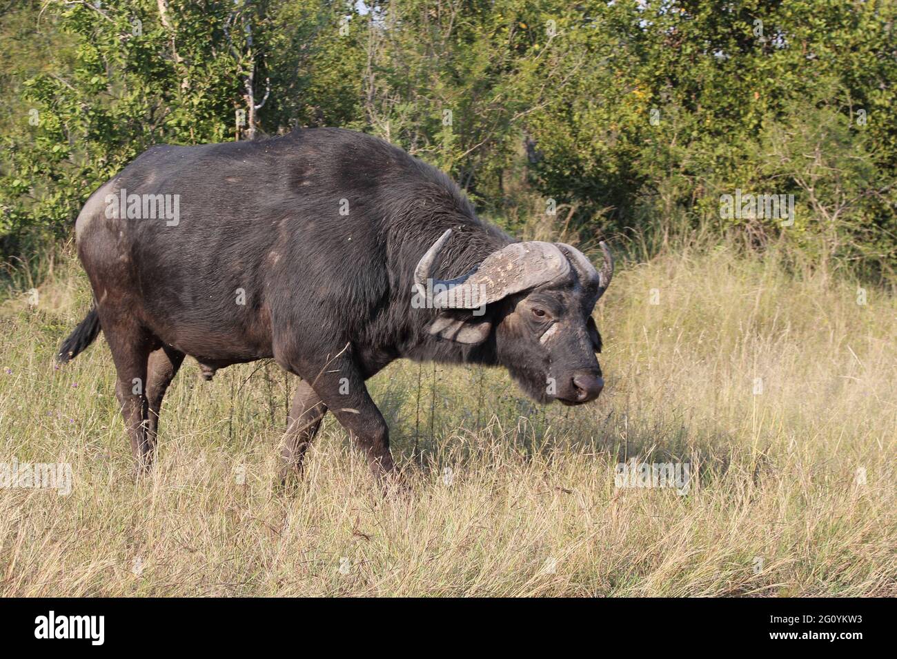 Kaffernbüffel / African buffalo / Syncerus caffer Stock Photo - Alamy