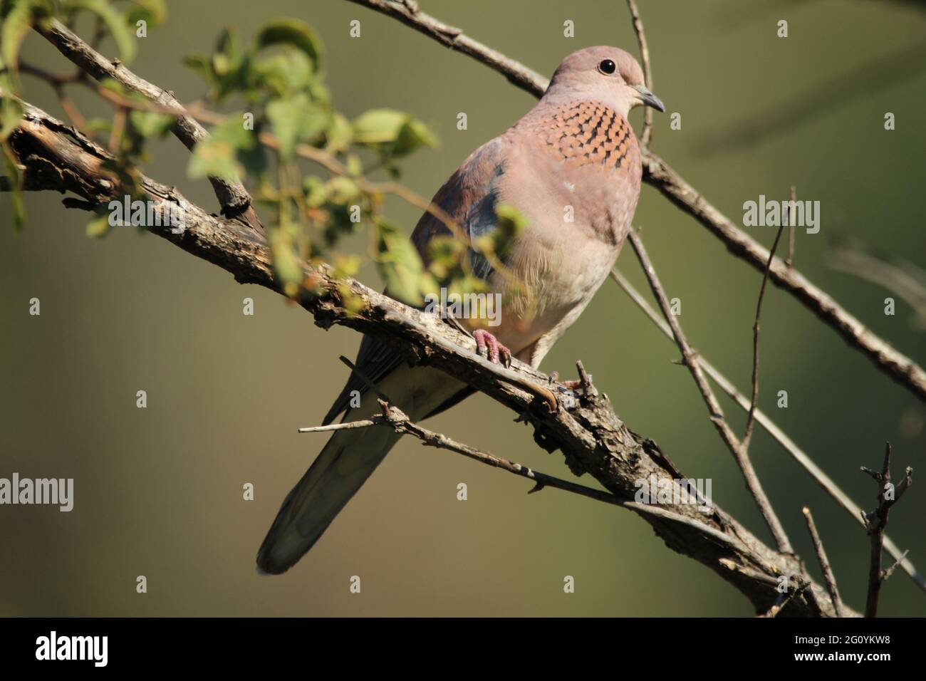 Lemon dove perched in a tree branch Stock Photo - Alamy