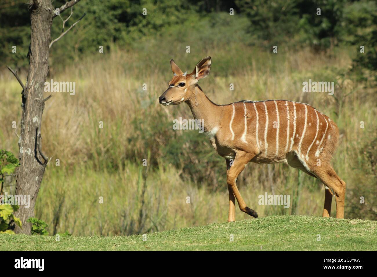 Njala walking on the grass Stock Photo - Alamy