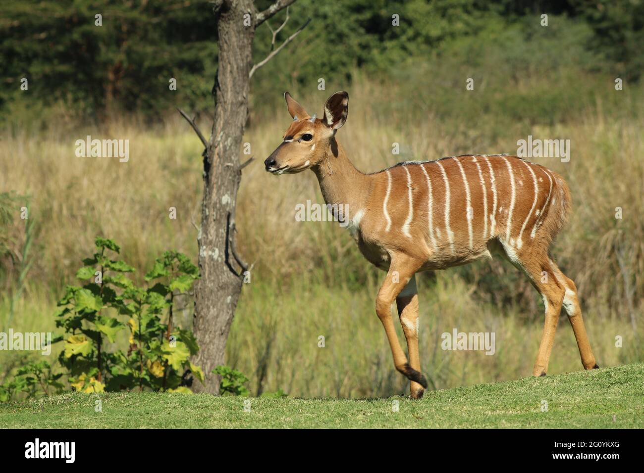 Njala hi-res stock photography and images - Alamy