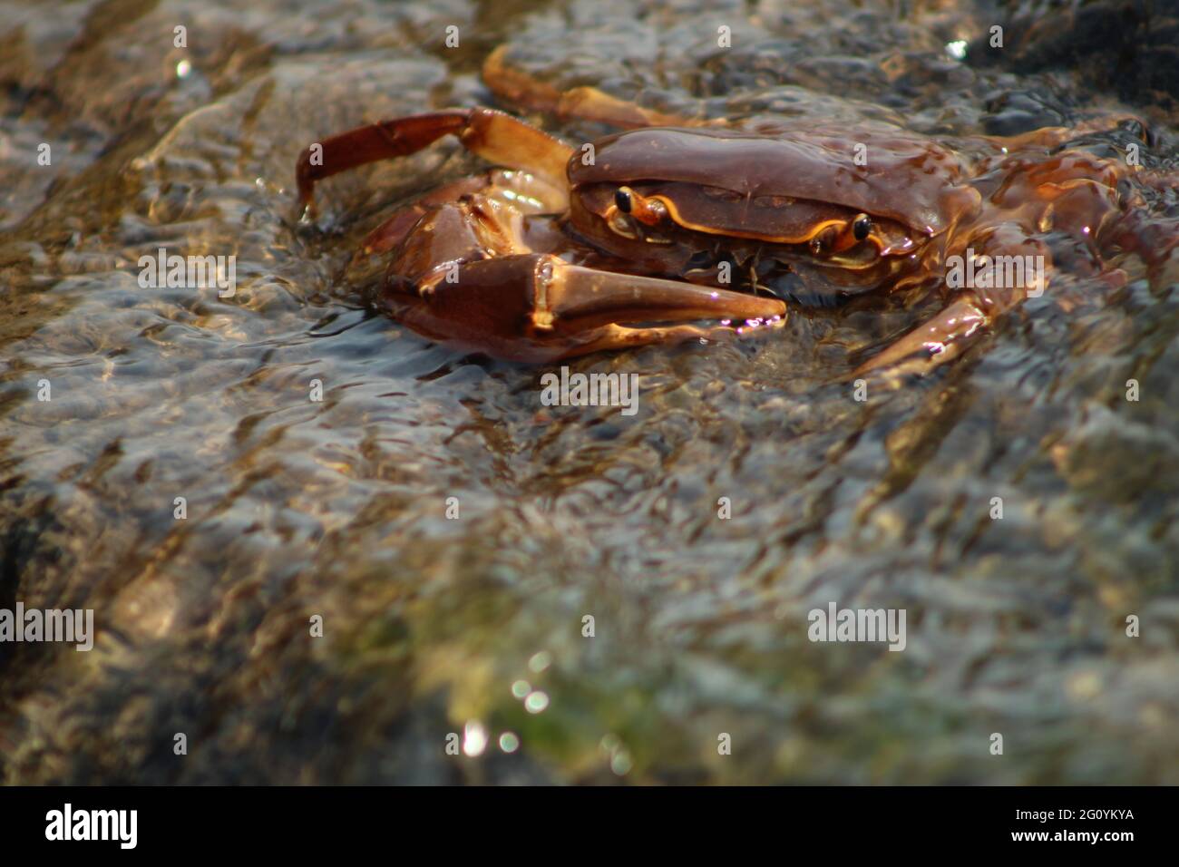 Crab lying in a water stream Stock Photo - Alamy