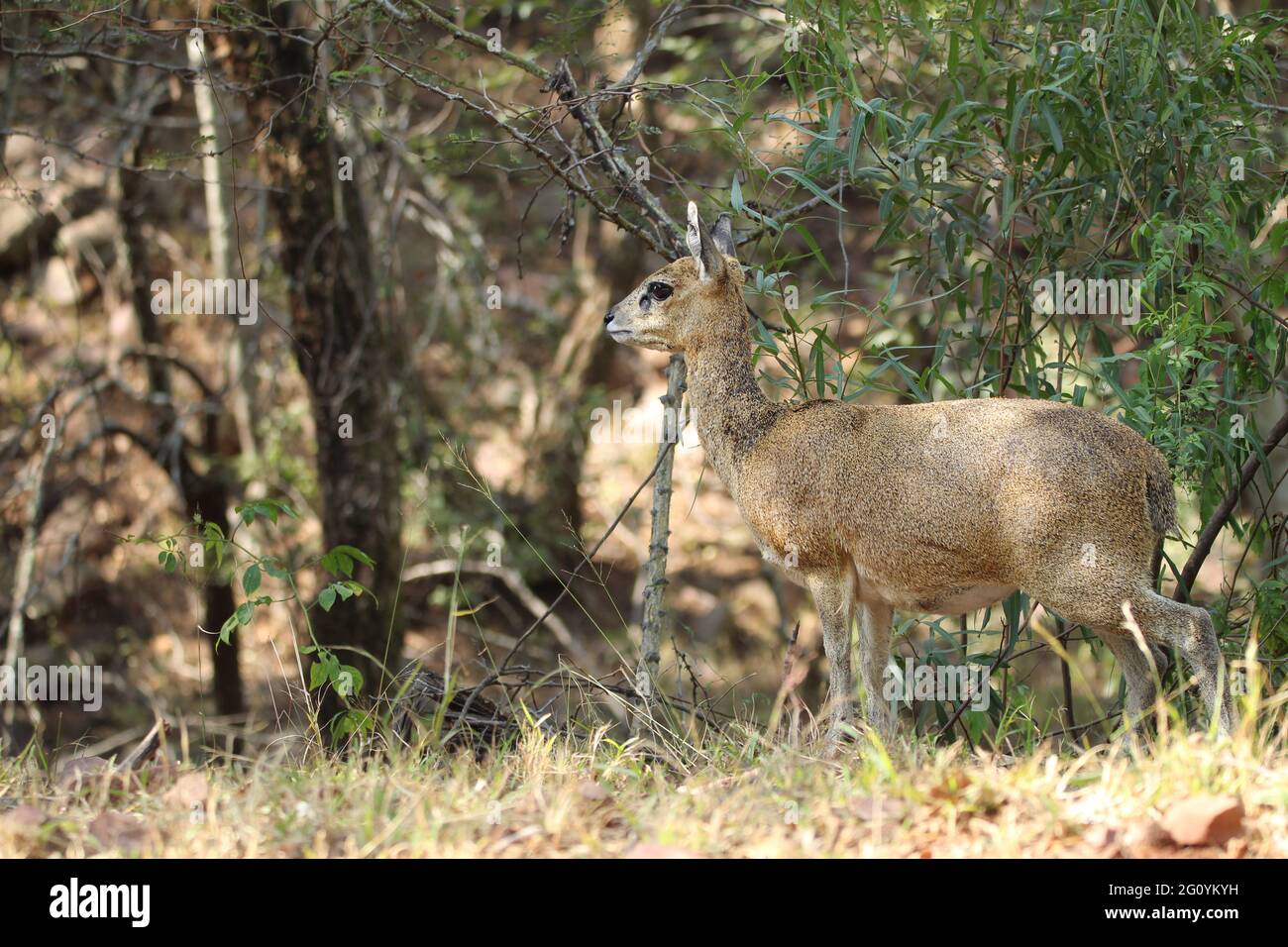Klipspringer in kruger national park hi-res stock photography and ...