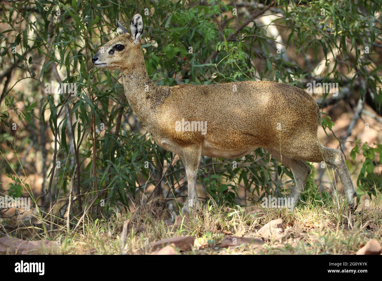 Klipspringer in kruger national park hi-res stock photography and ...