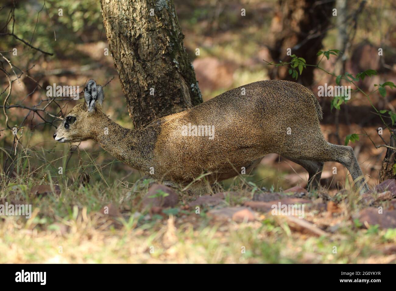 Klipspringer in kruger national park hi-res stock photography and ...