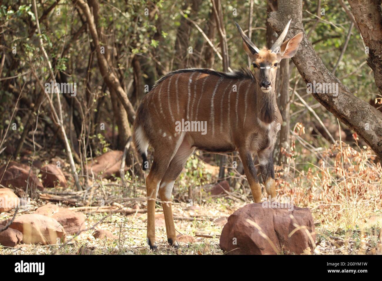 Njala hi-res stock photography and images - Alamy