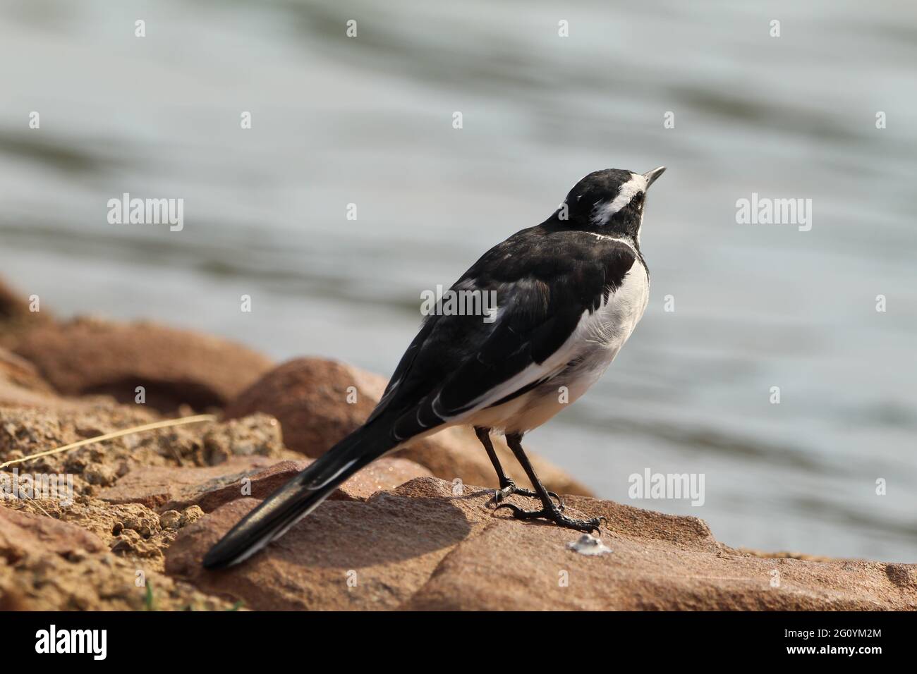 Pied wagtail on rocks hi-res stock photography and images - Alamy