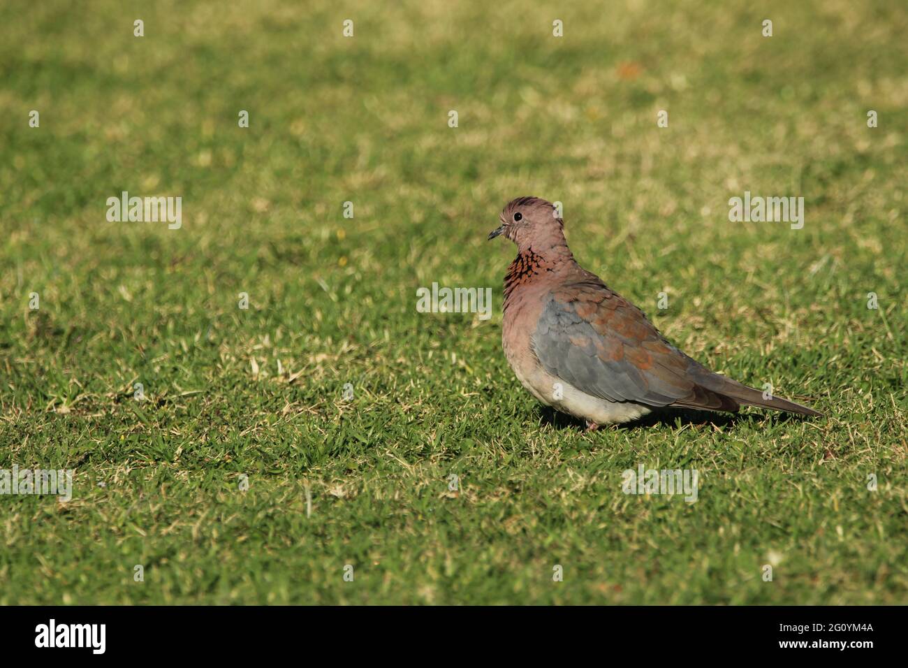 Lemon dove standing on the grass Stock Photo - Alamy