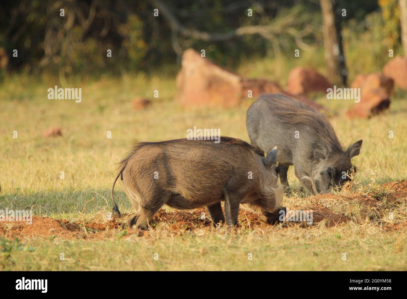 Warthogs on savanna hi-res stock photography and images - Alamy