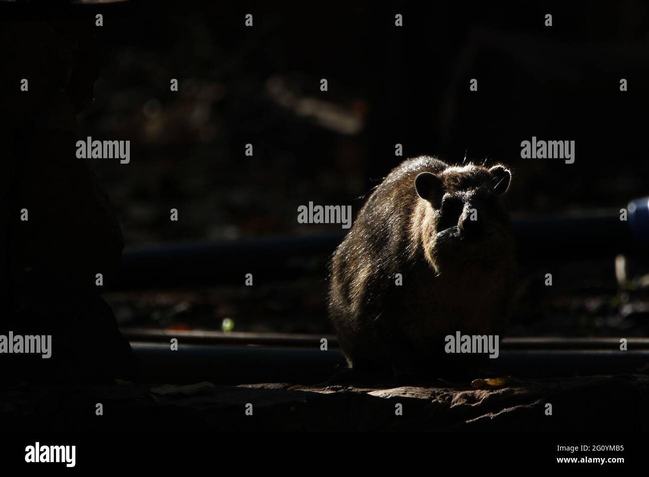 Rock hyrax zoo hi-res stock photography and images - Alamy