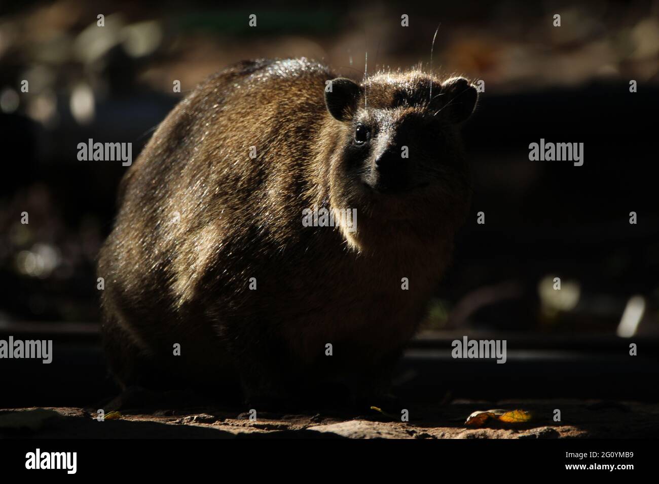 Rock hyrax zoo hi-res stock photography and images - Alamy