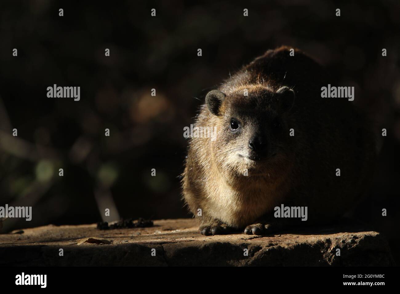 Rock Hyrax standing on a rock wall Stock Photo - Alamy