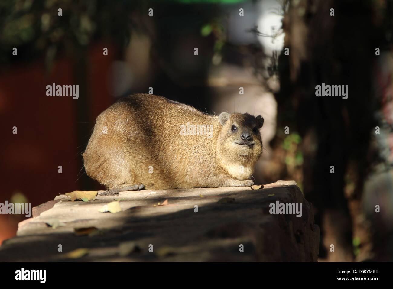 Rock Hyrax standing on a rock wall Stock Photo - Alamy