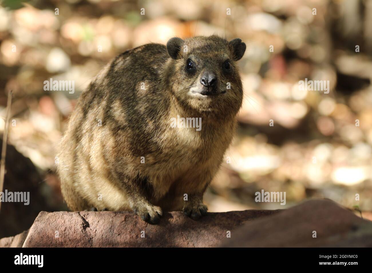 Rock Hyrax standing on a rock wall Stock Photo - Alamy