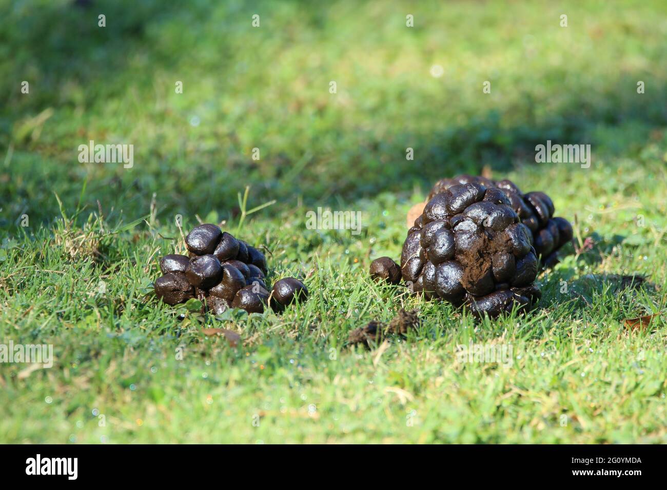 Buck manure lying on the grass Stock Photo - Alamy