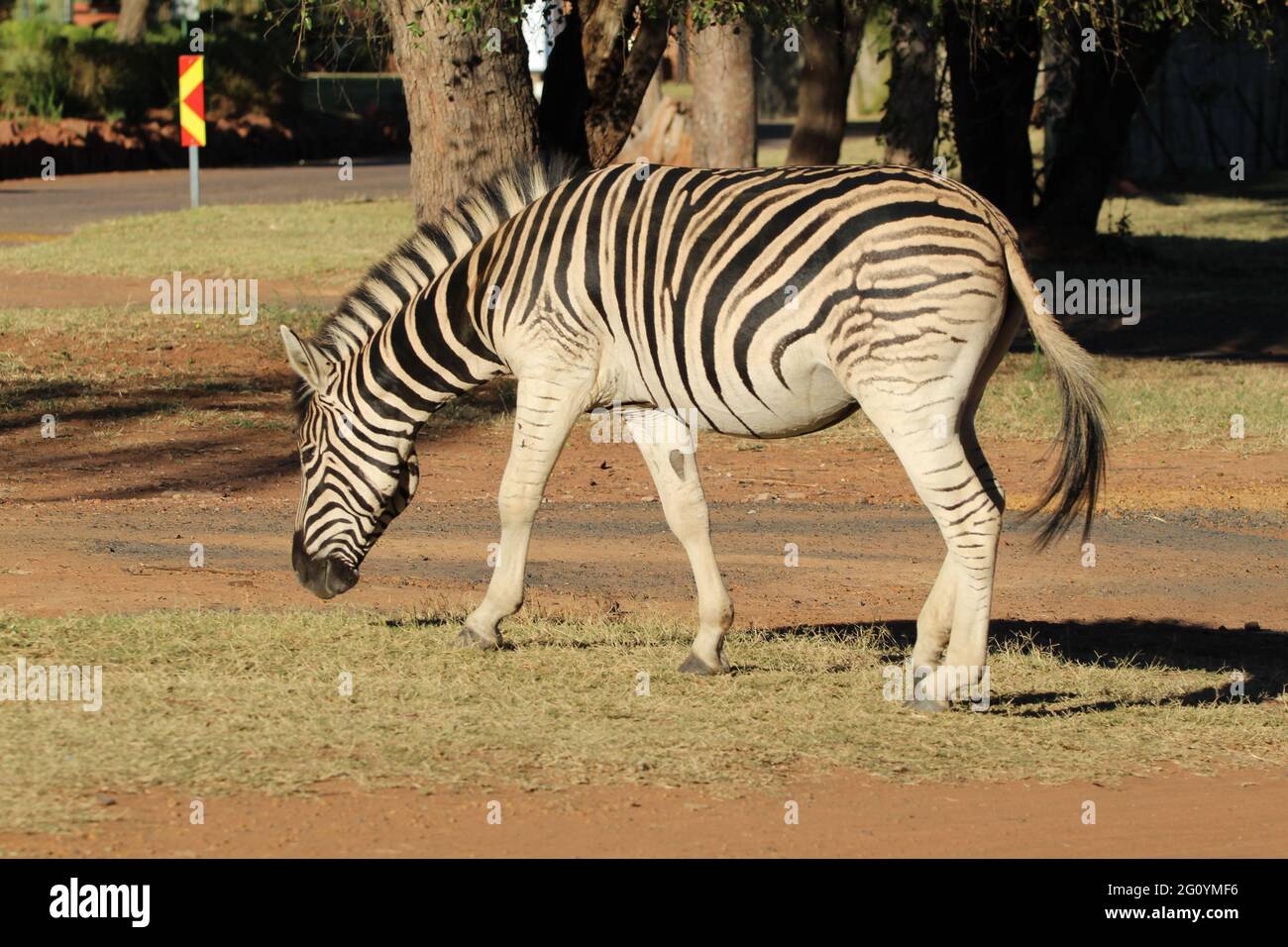Zebra walking on the ground Stock Photo - Alamy