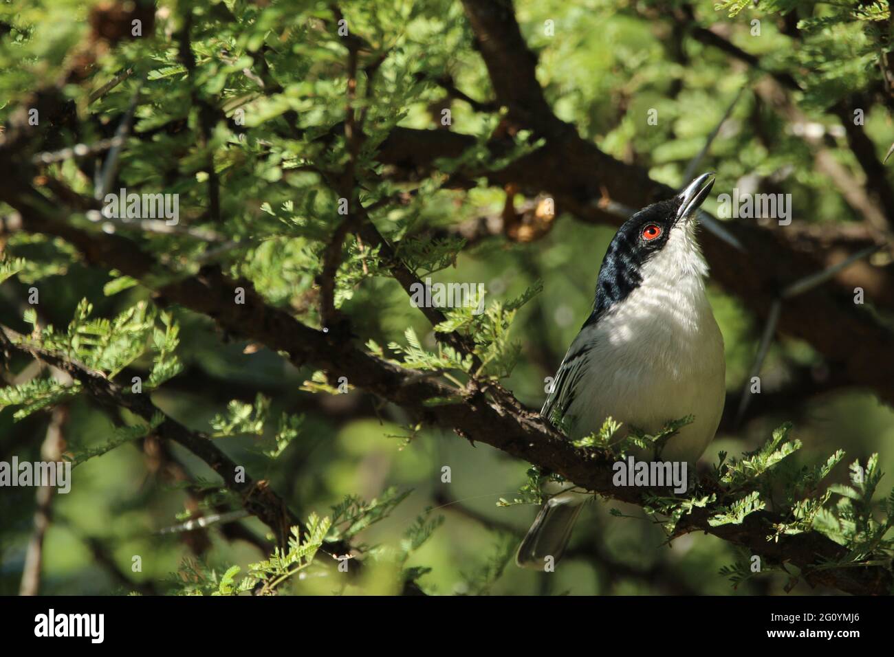Male chin tree hi-res stock photography and images - Alamy