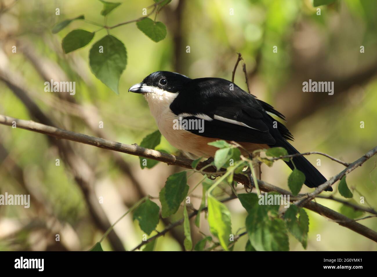 Southern bou bou perched on a tree branch Stock Photo - Alamy