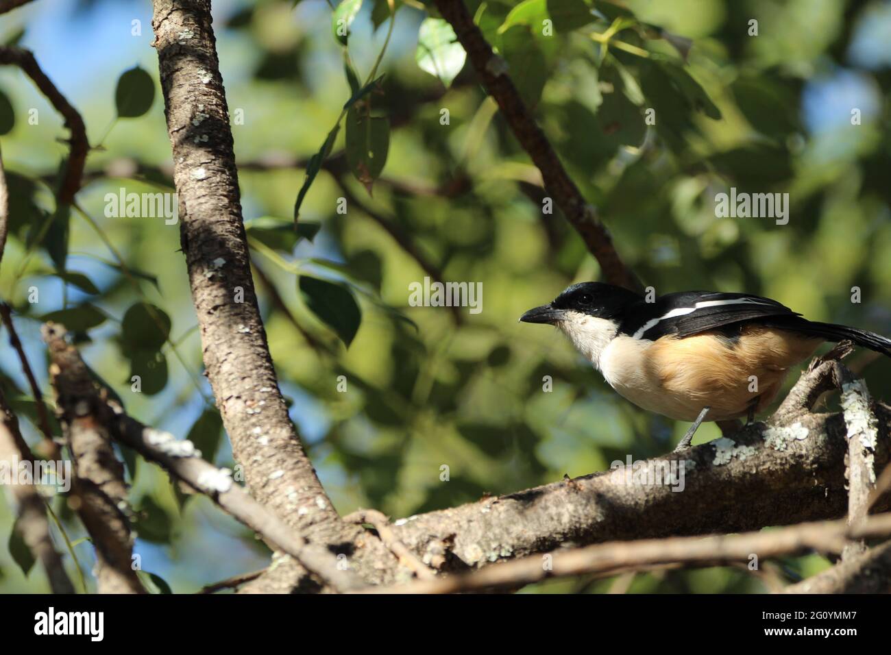 Southern bou bou perched on a tree branch Stock Photo - Alamy
