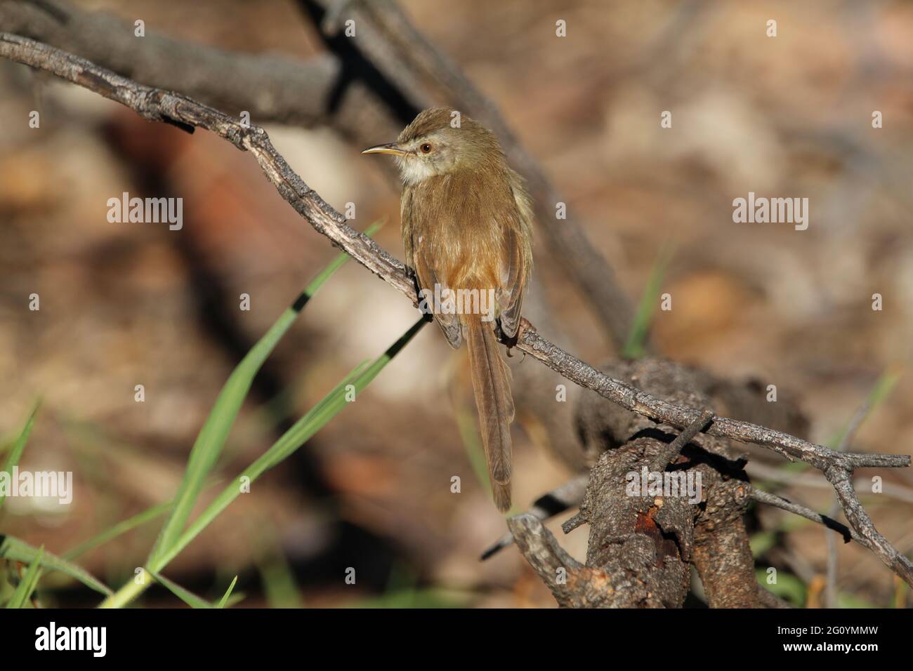India prinia inornata hi-res stock photography and images - Alamy