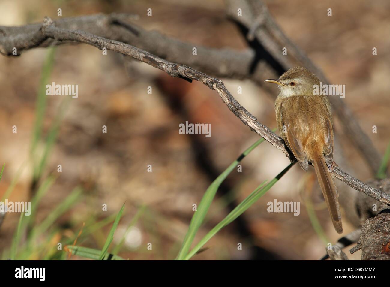 India prinia inornata hi-res stock photography and images - Alamy