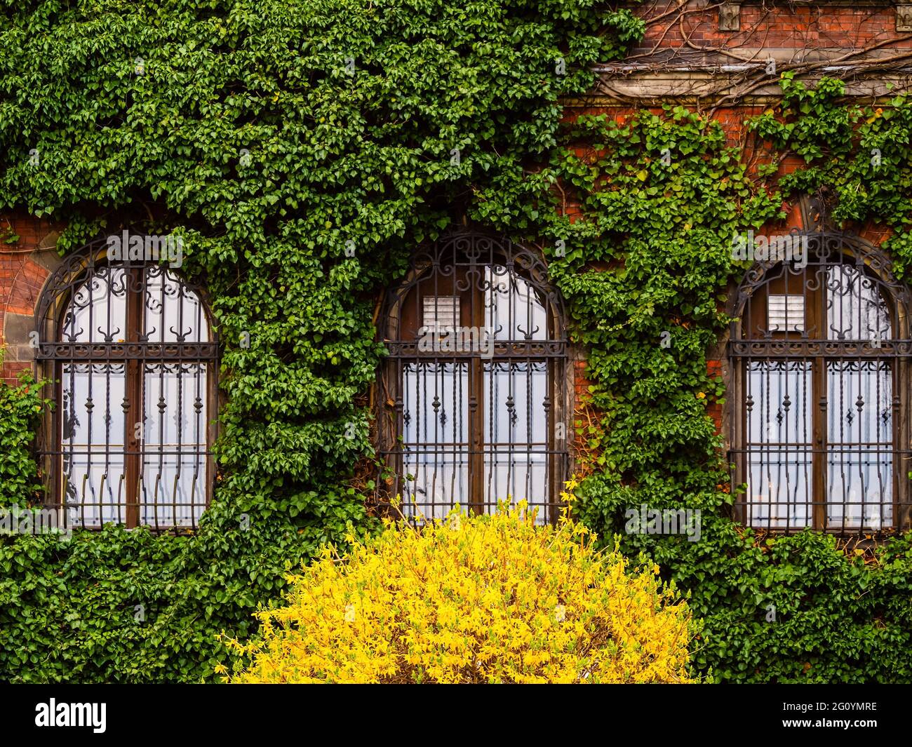 Ivy covering wall hi-res stock photography and images - Alamy