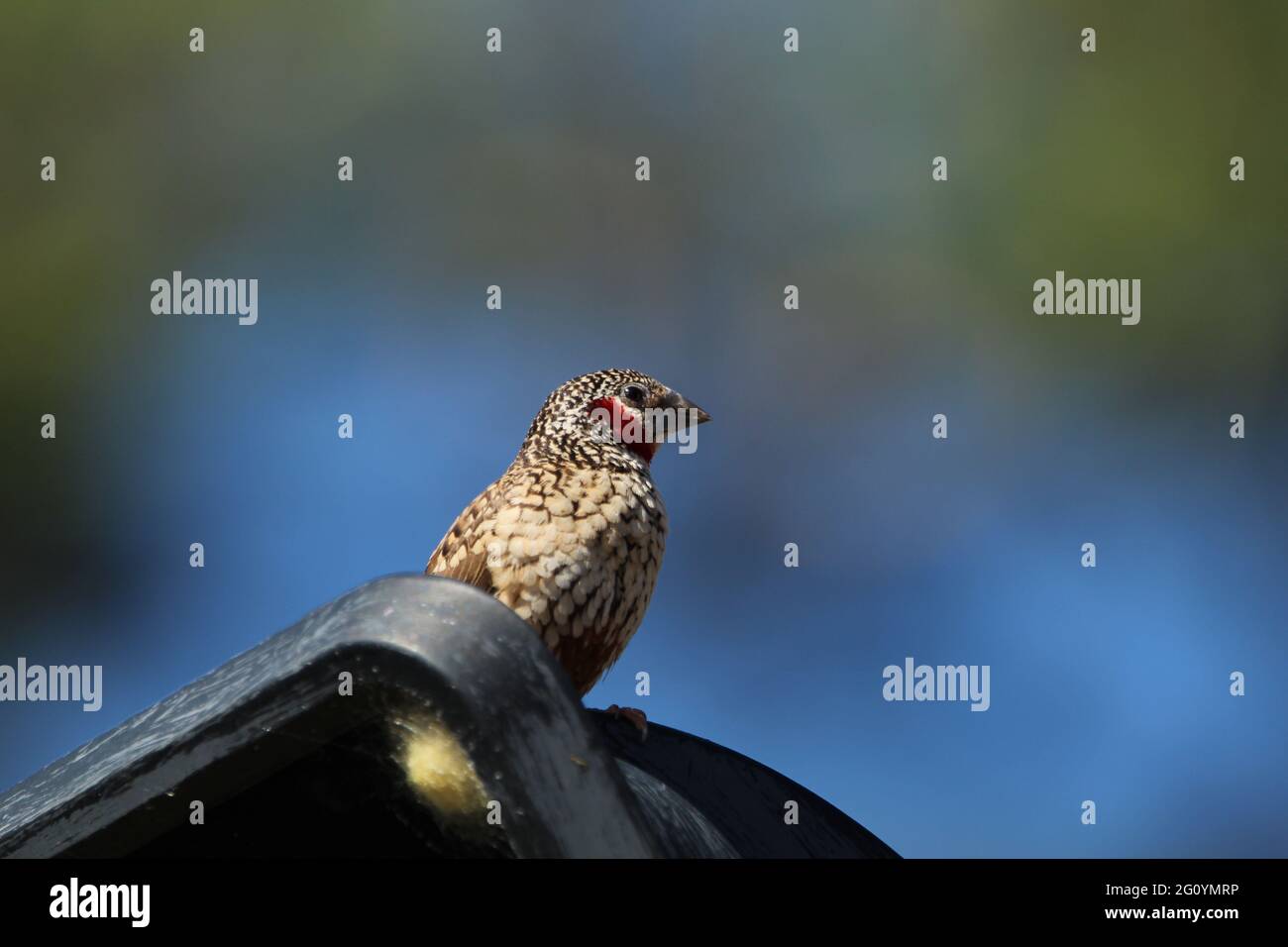 Red throated finch hi-res stock photography and images - Alamy