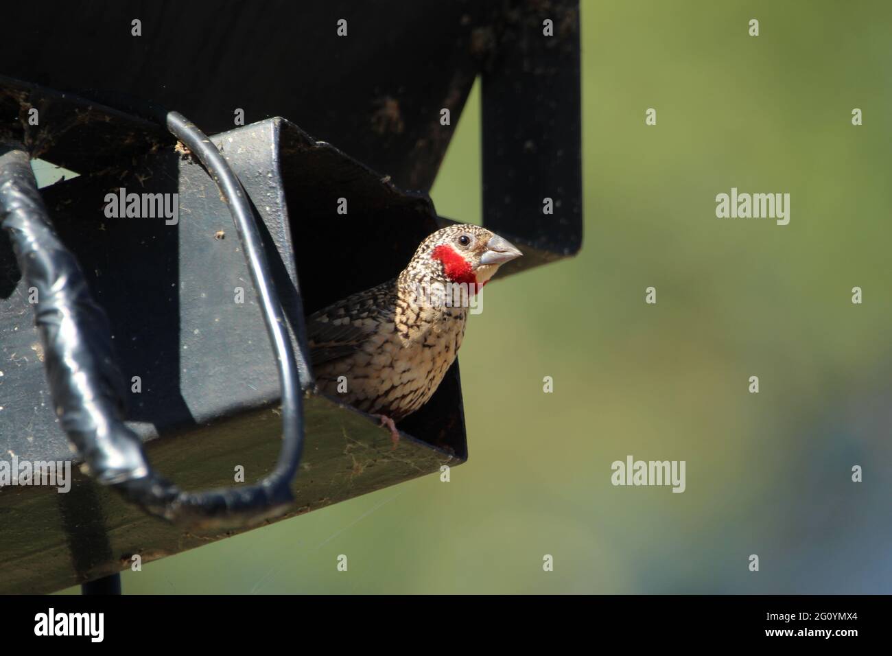 Red throated finch hi-res stock photography and images - Alamy