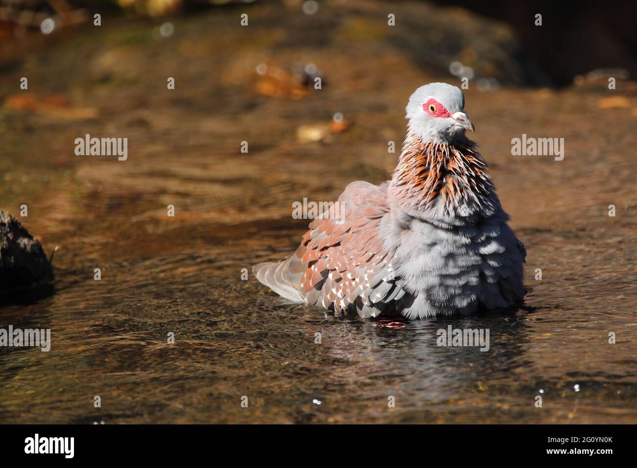 Speckled pigeon standing in the water Stock Photo - Alamy