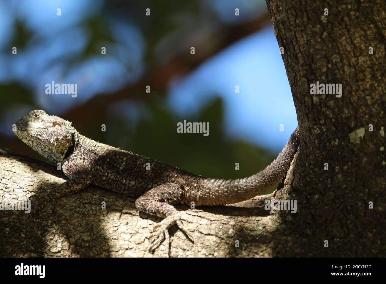 Blue headed tree agama hi-res stock photography and images - Alamy