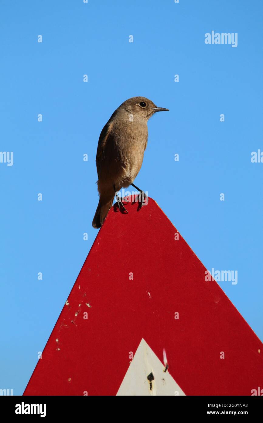Common chat perched on a road sign Stock Photo - Alamy