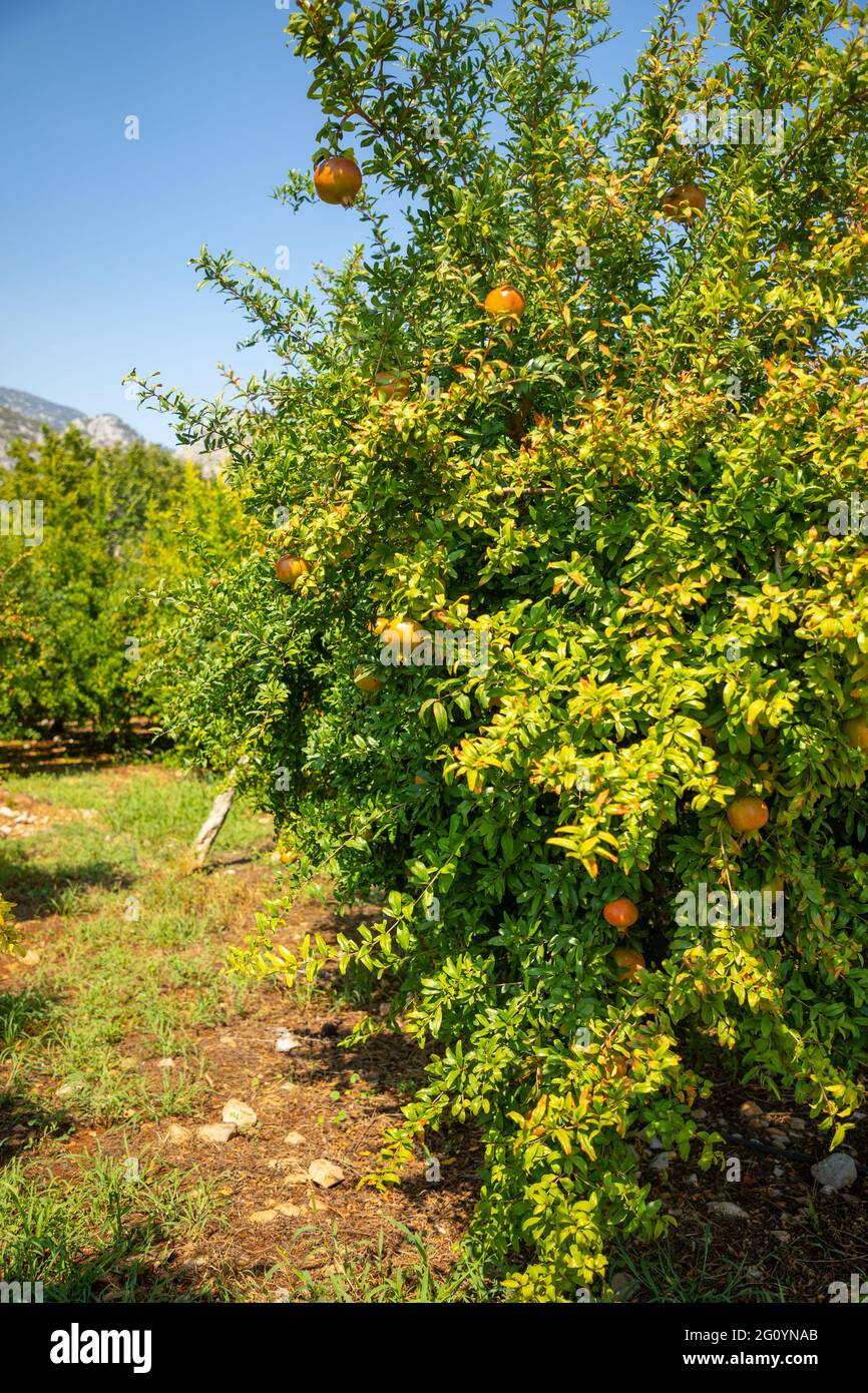 Pomegranate gardens near Karain Cave in Antalya, Turkey Stock Photo - Alamy