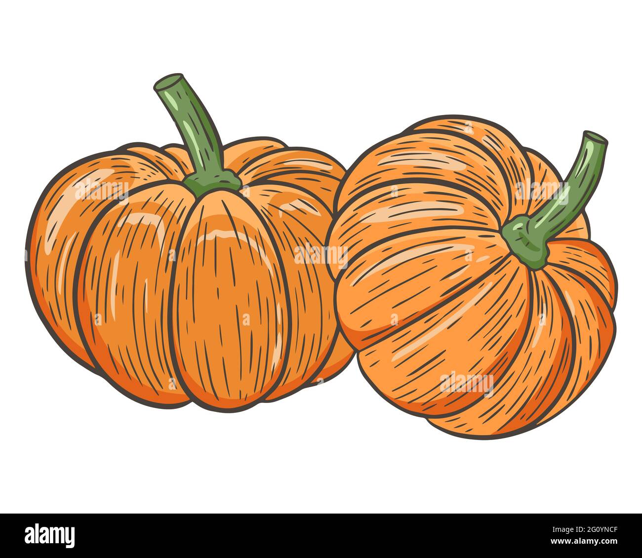 Two pumpkins, vector. Autumn seasonal vegetable. The pumpkin is round ...