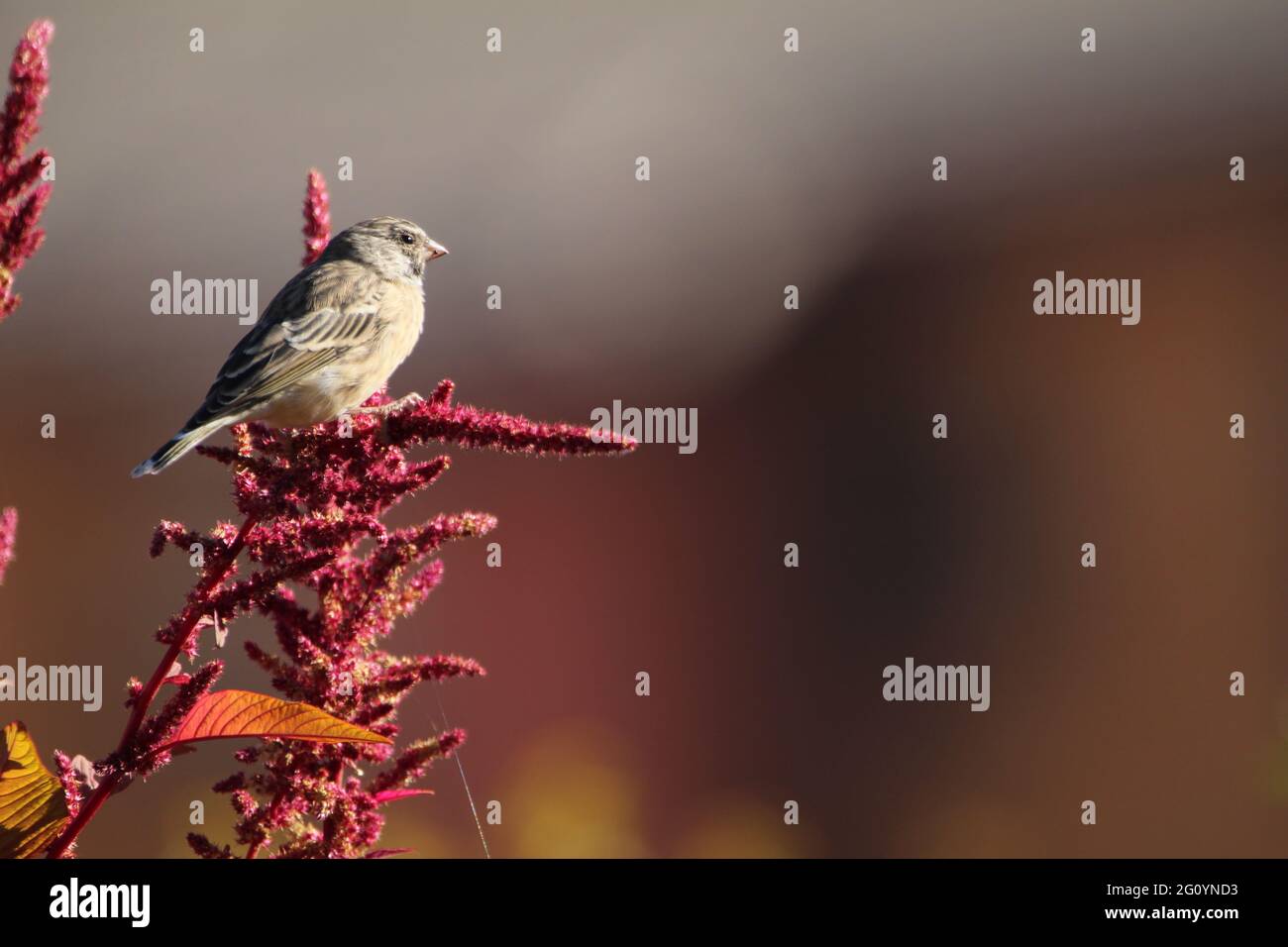 Red bishop birding hi-res stock photography and images - Alamy