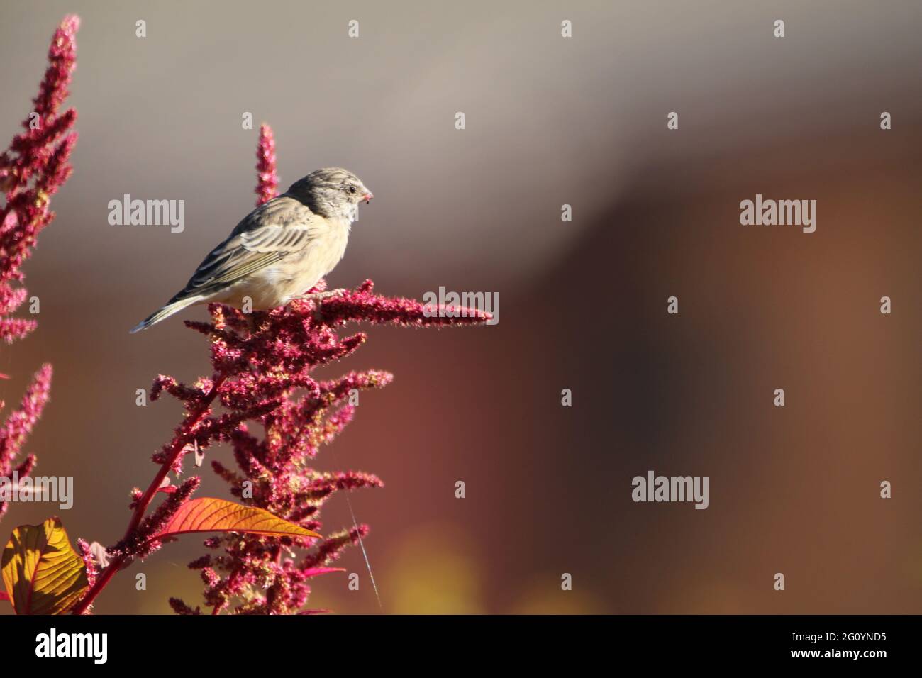 Red bishop perched on a weed branch Stock Photo - Alamy