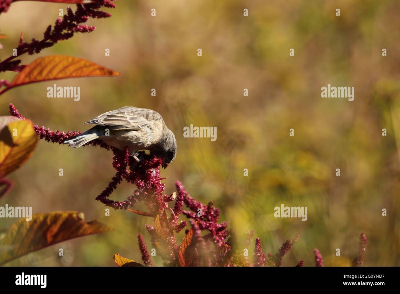 Red bishop birding hi-res stock photography and images - Alamy